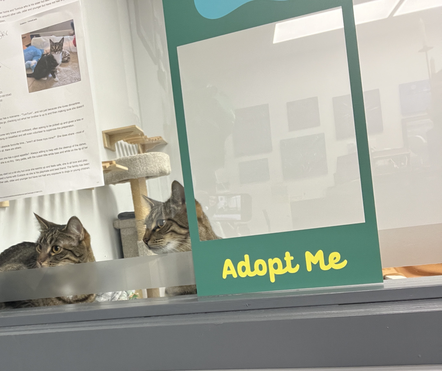 The Abby Cat Daddy thinks paws-itive about supporting cats – The Cascade